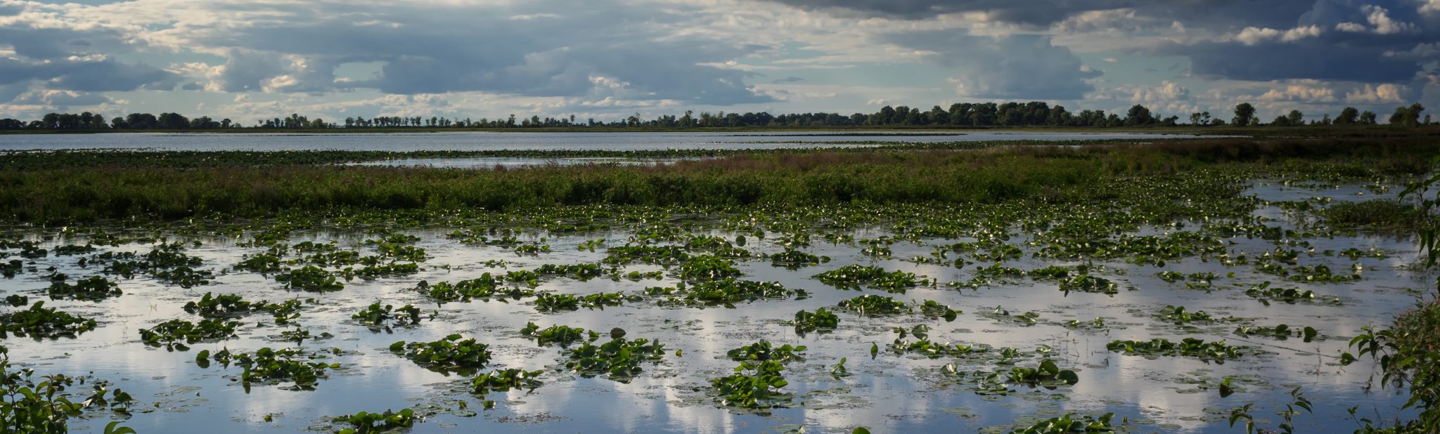 Featured Projects WildMAPs – Maumee AOC