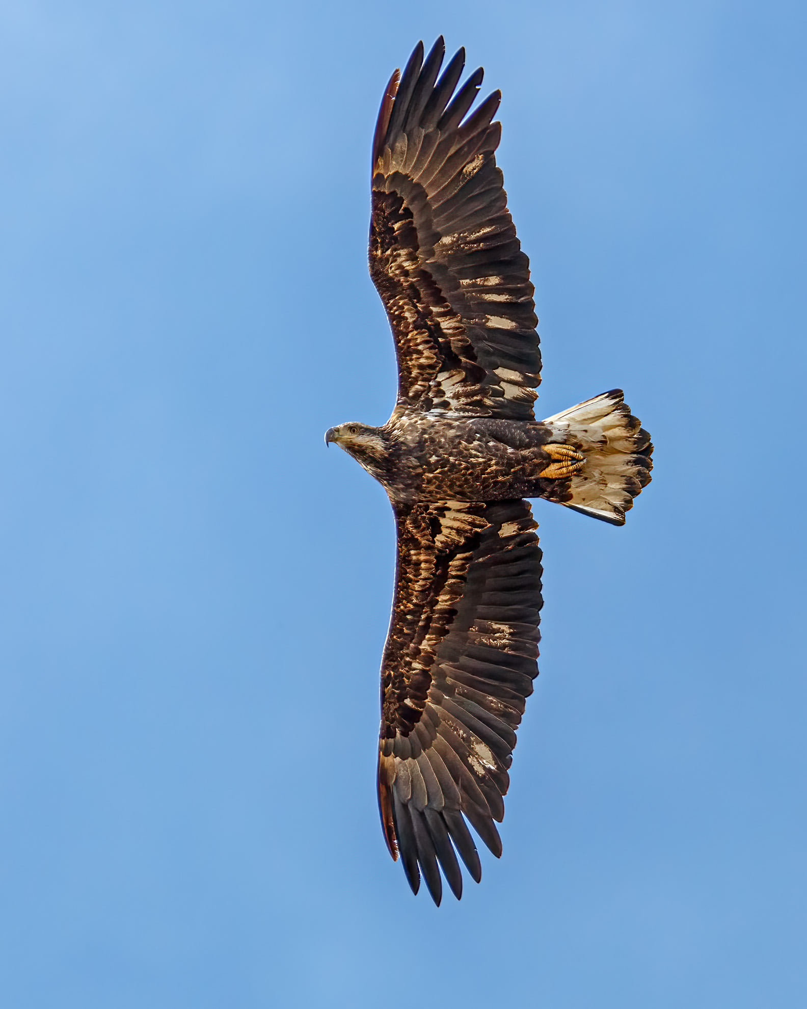 Project – Fox Property Restoration Unit – Maumee AOC