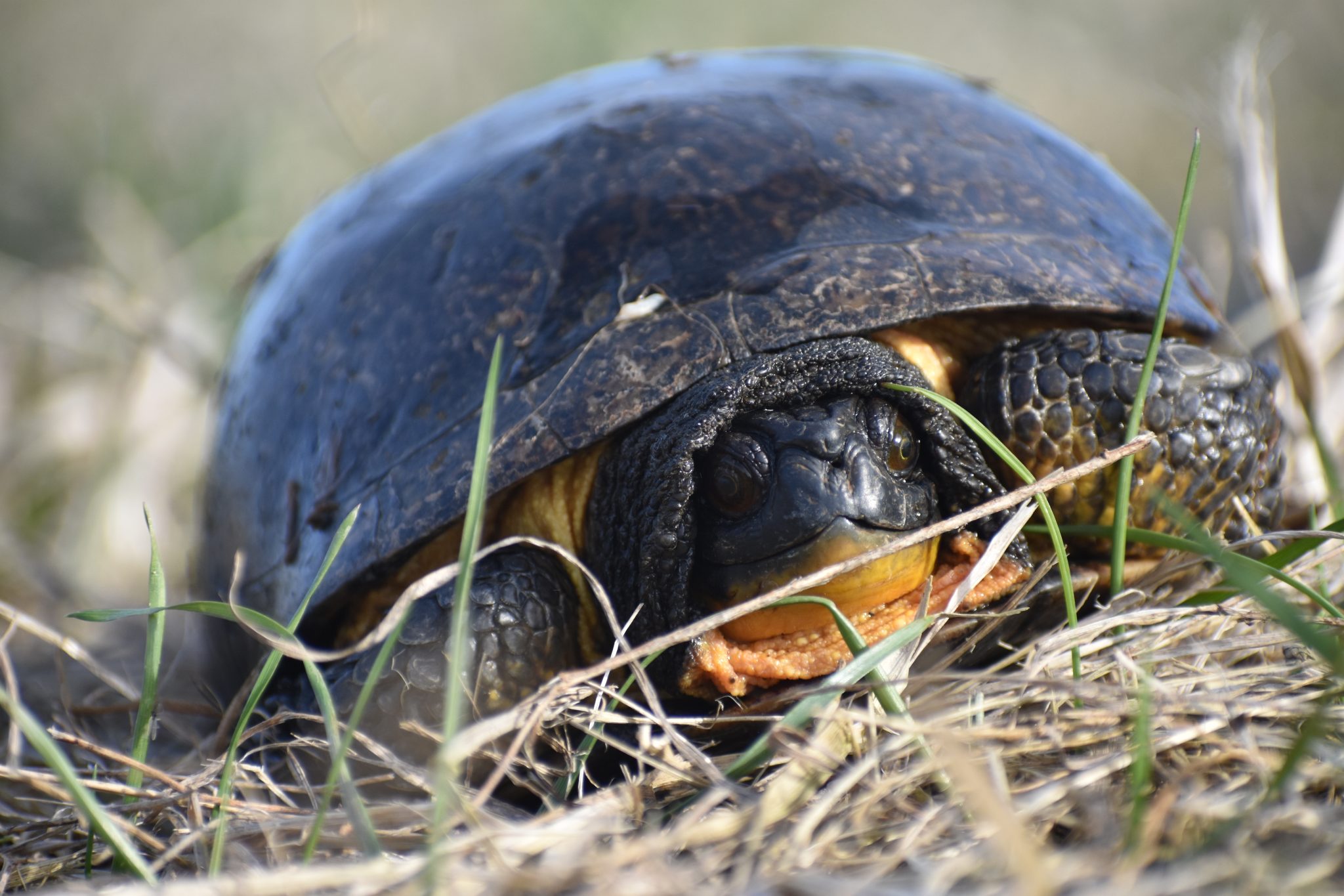 Project – Cedar Point Coastal Wetlands – Maumee AOC