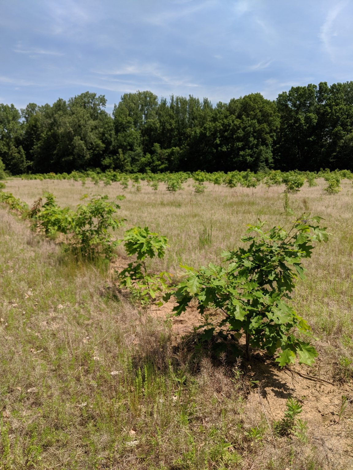 Project – Maumee State Forest Restoration – Maumee AOC