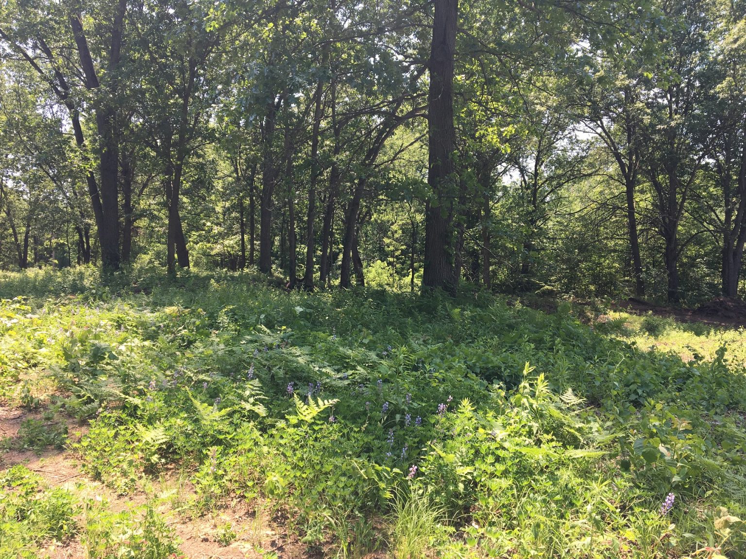 Project – Oak Openings Conservation Area – Maumee AOC